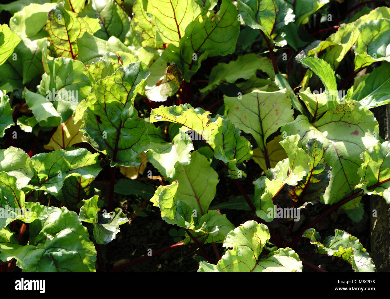 beet root in ground, cultivated crop in the field Stock Photo - Alamy