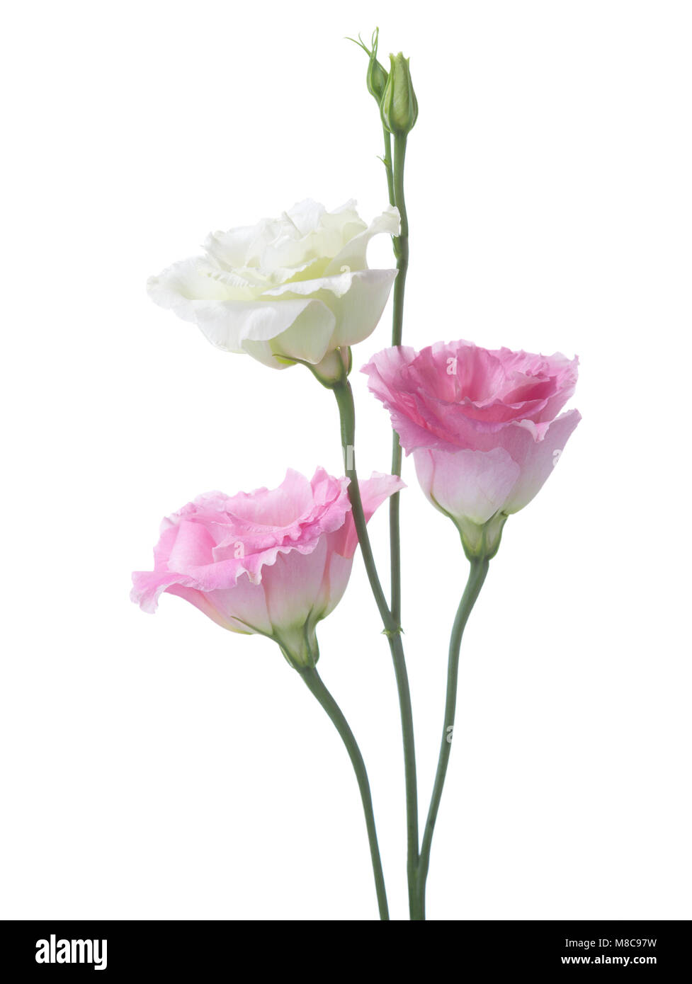 Rose three flower head leaf hi-res stock photography and images - Alamy