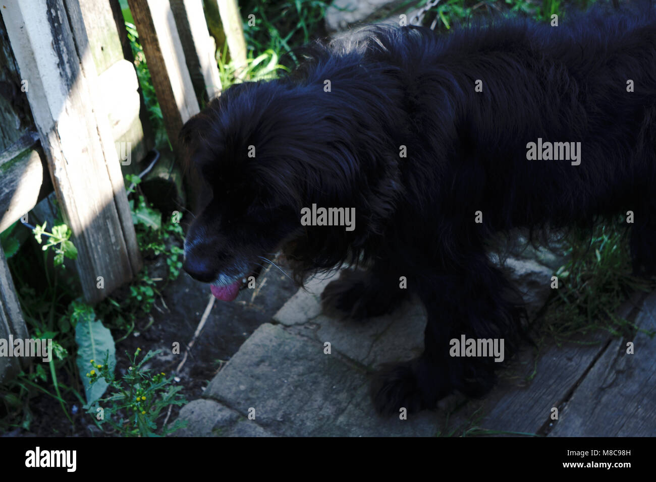 Adopt me game hi-res stock photography and images - Alamy