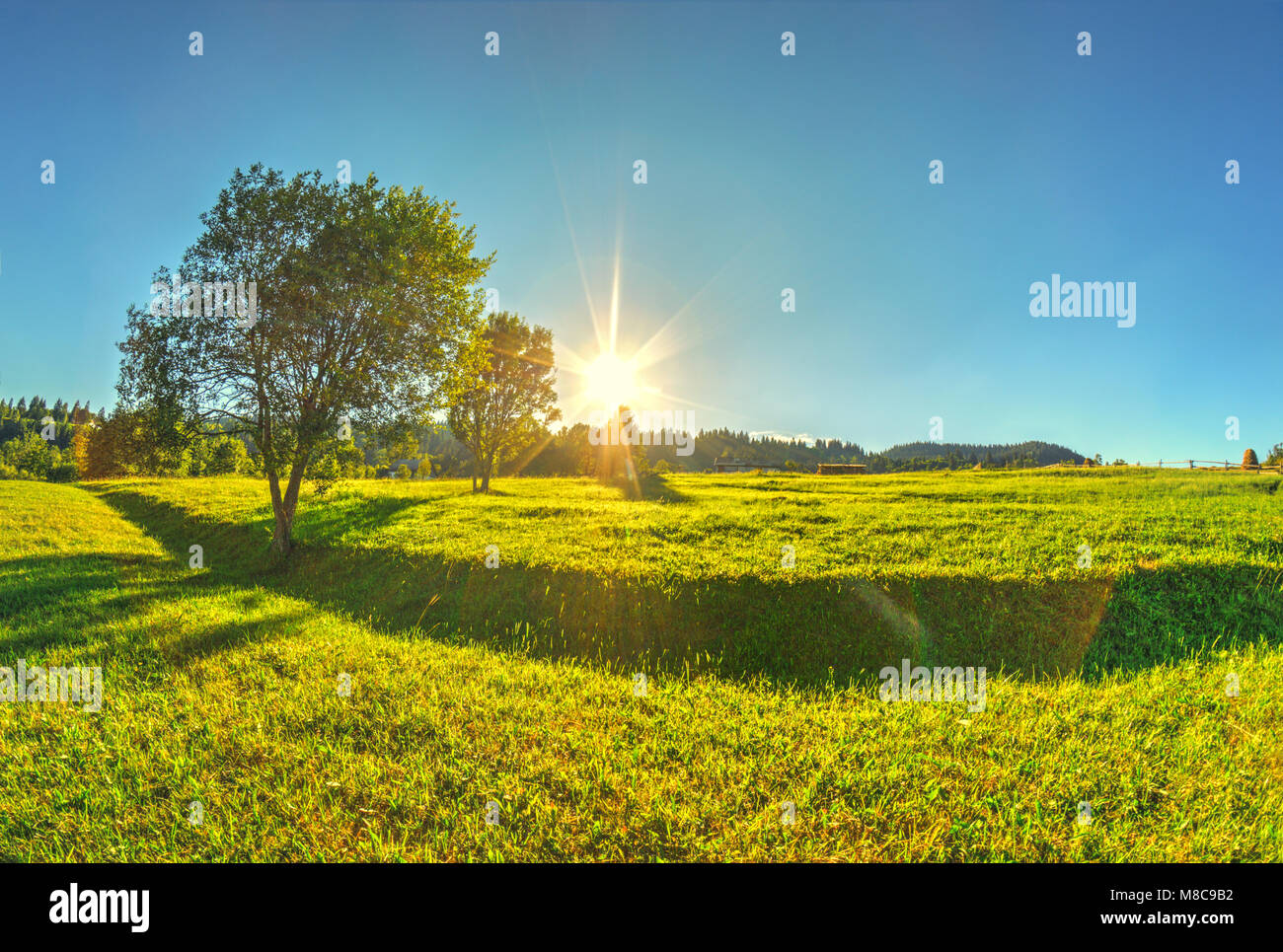 A beautiful spring landscape with a green fresh grass and trees in the ...