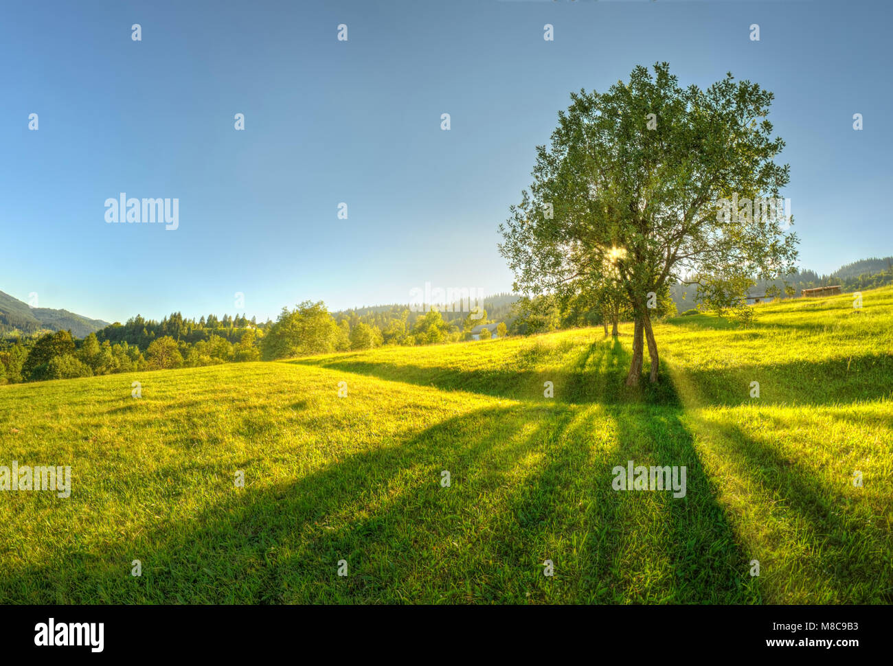 A beautiful spring landscape with a green lush grass and single tree in ...