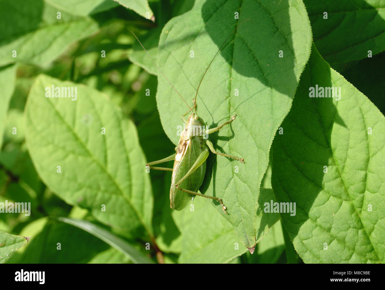 Indian locust of Acrididae family perched on green bush Stock Photo - Alamy