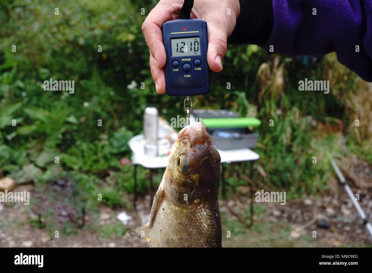 bream fishing weighing fish Stock Photo - Alamy