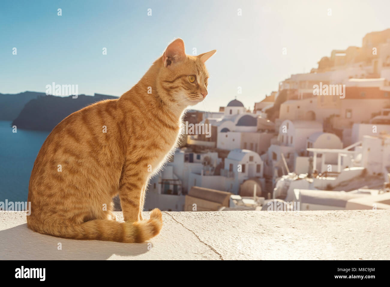 Cat enjoying sun hi-res stock photography and images - Alamy
