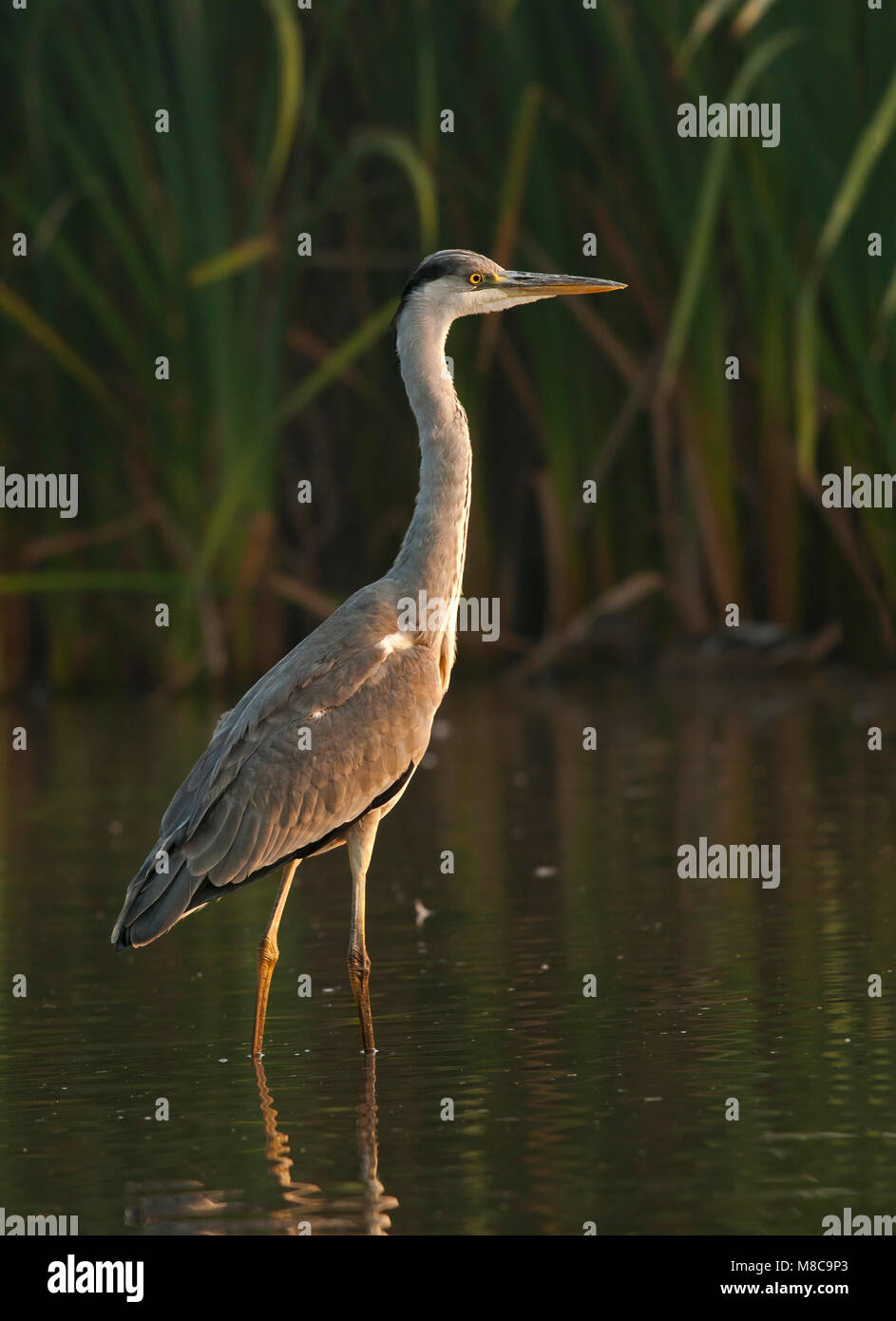 Grey heron hi-res stock photography and images - Alamy
