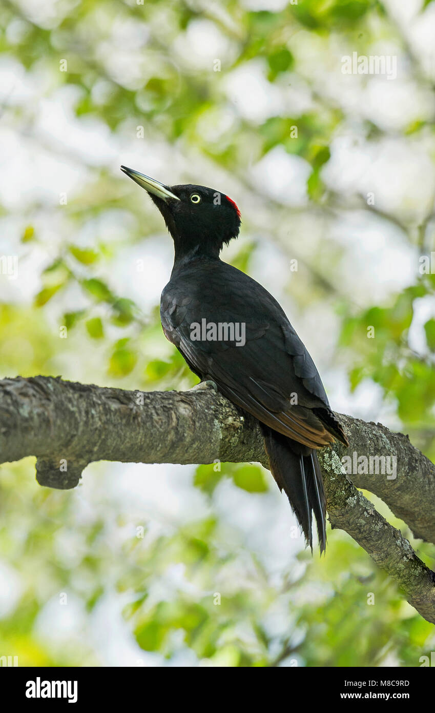 Black woodpecker hi-res stock photography and images - Alamy