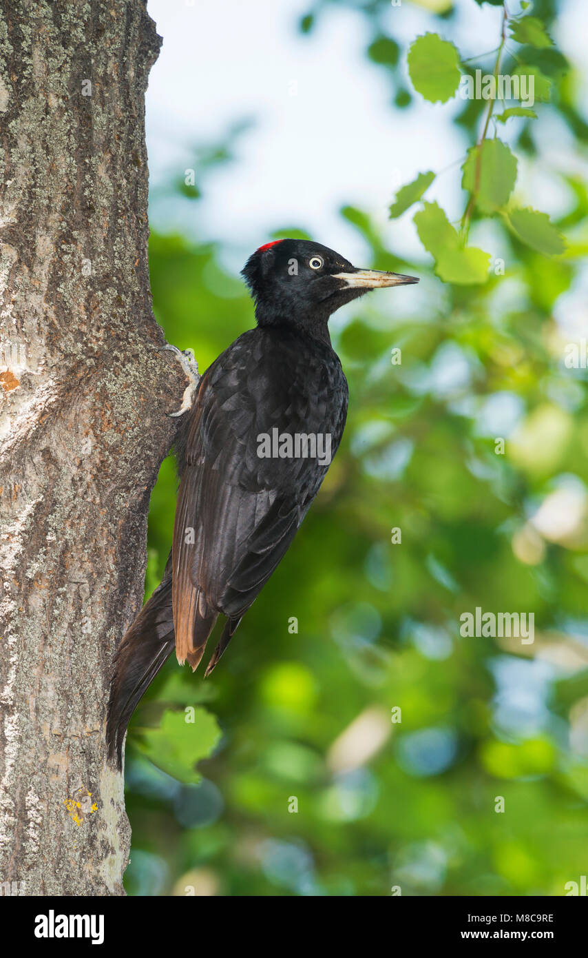 Black Woodpecker perched against a tree Stock Photo - Alamy