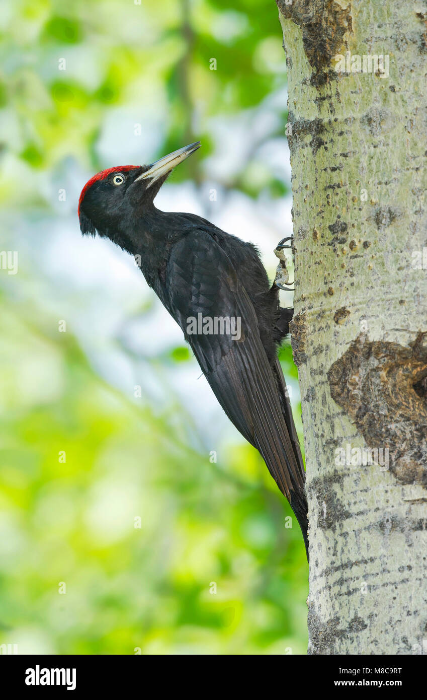 Black Woodpecker perched against a tree Stock Photo - Alamy
