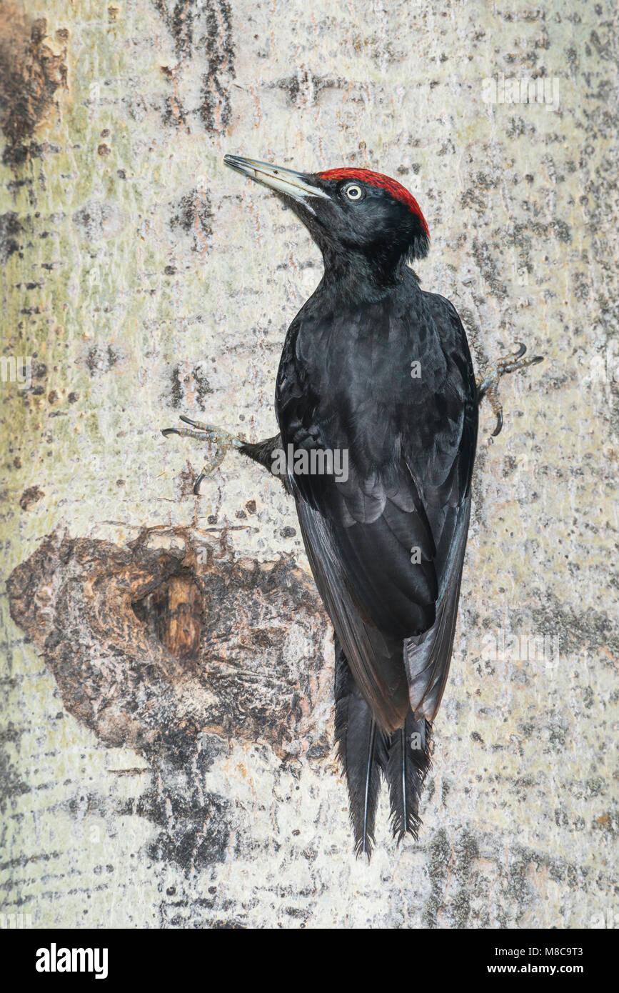 Black Woodpecker perched against a tree Stock Photo - Alamy