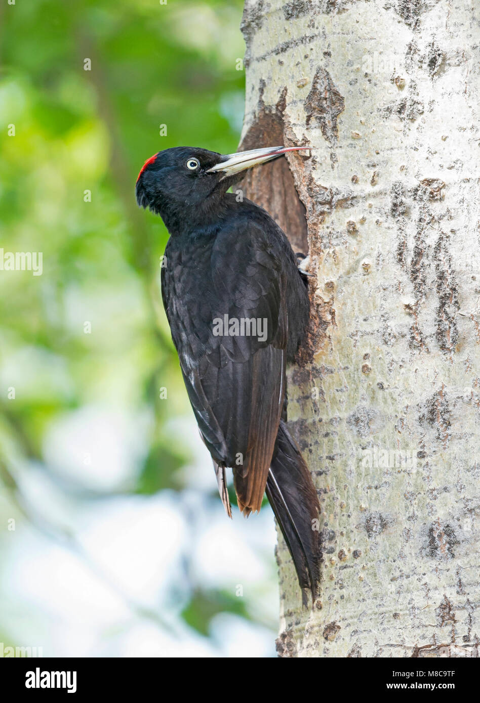 Black Woodpecker perched against a tree Stock Photo - Alamy