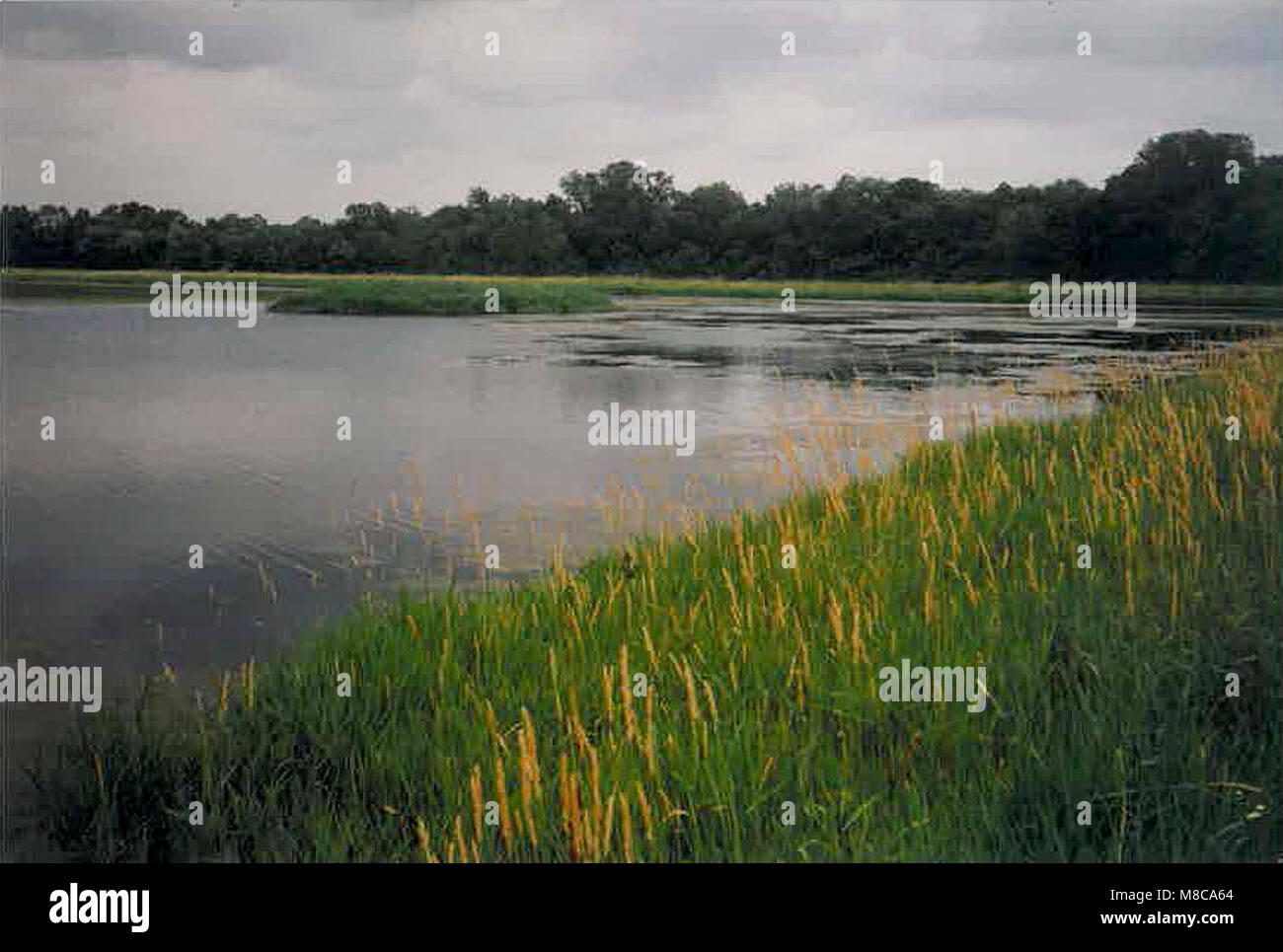 This Iowa parcel transformed from marginal cropland in 1993 to a ...