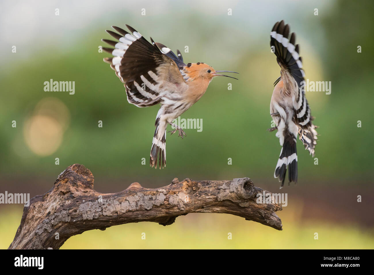 Flying hoopoe hi-res stock photography and images - Alamy