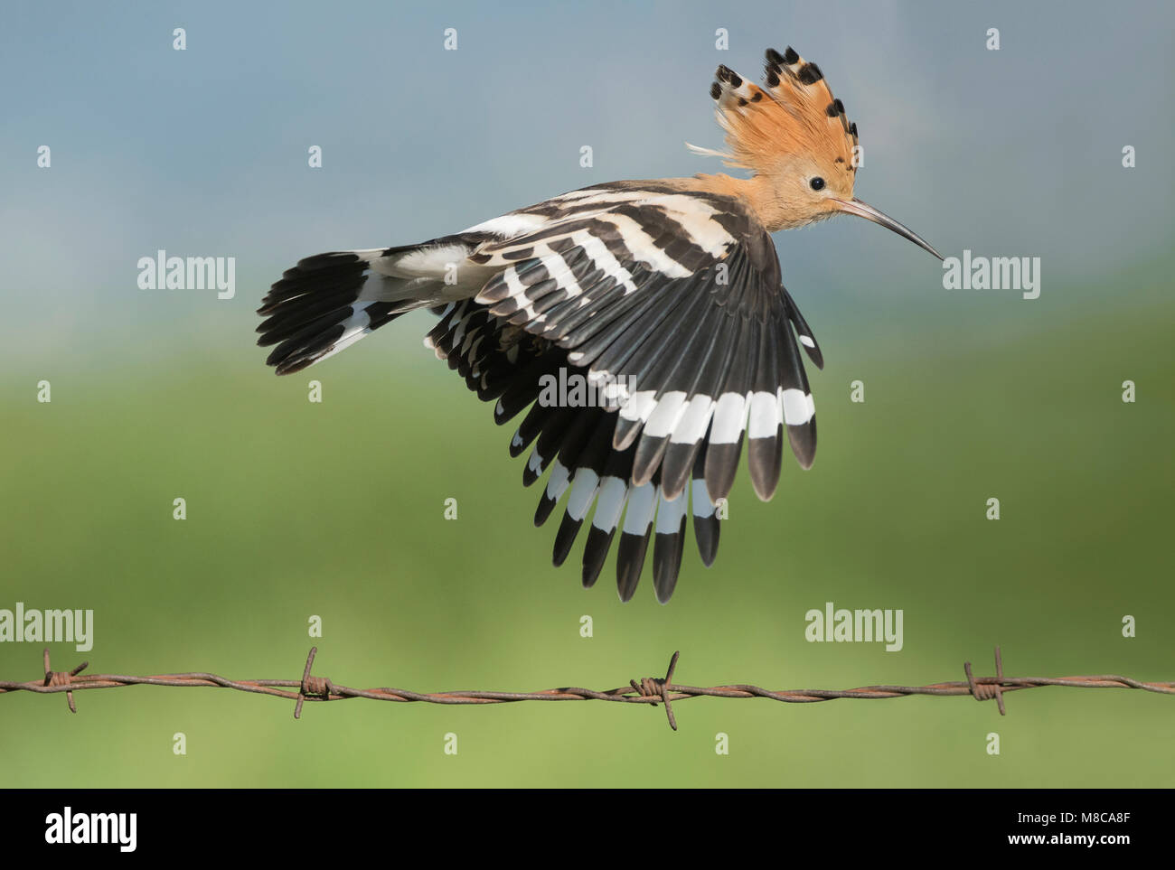 Flying hoopoe hi-res stock photography and images - Alamy