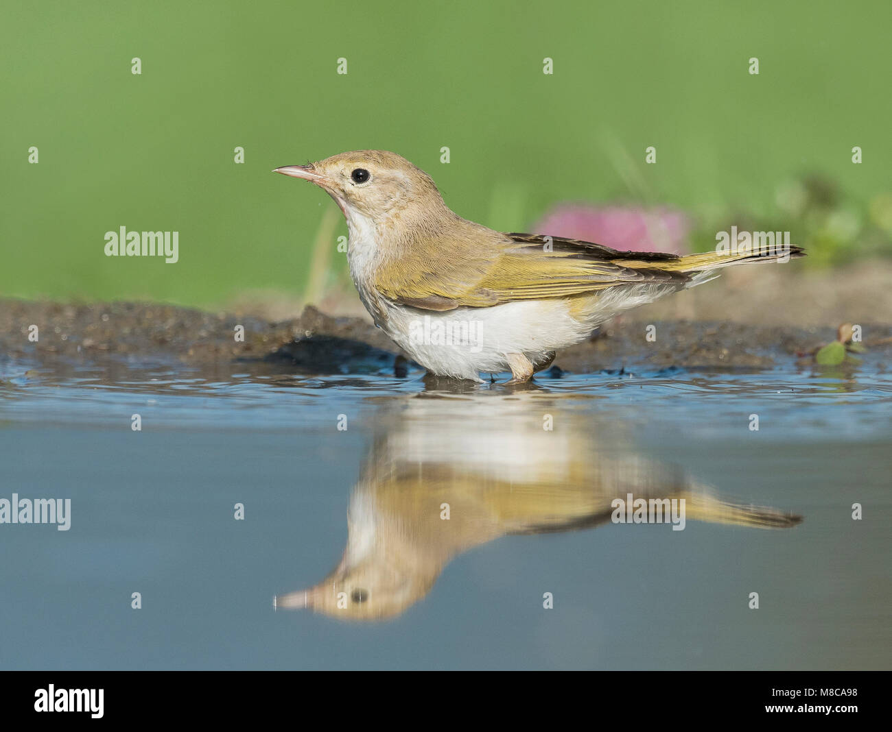 Western Bonelli's Warbler (Phylloscopus bonelli Stock Photo - Alamy