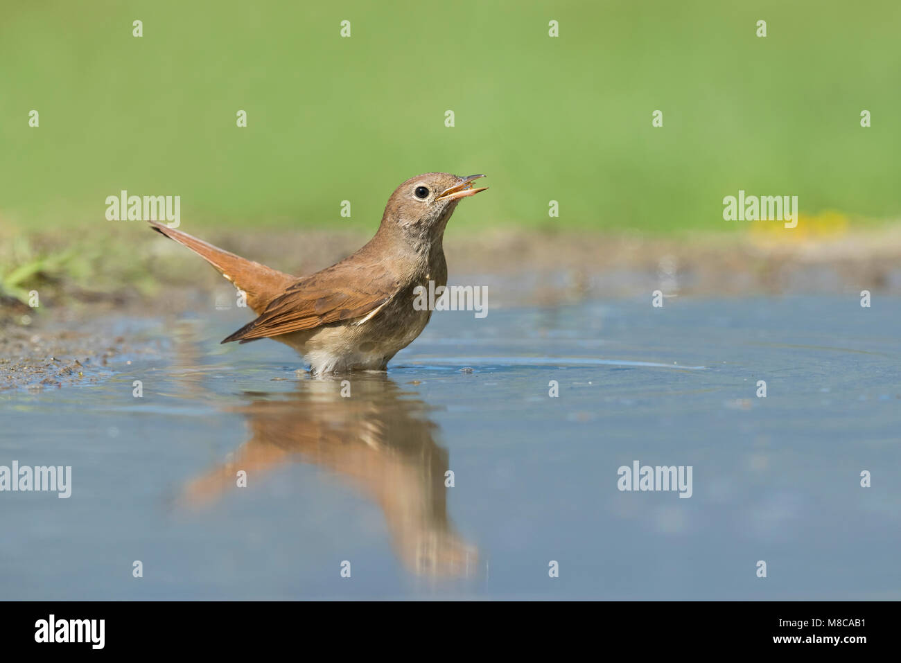 Nightingale Bird Stock Photos & Nightingale Bird Stock Images - Alamy