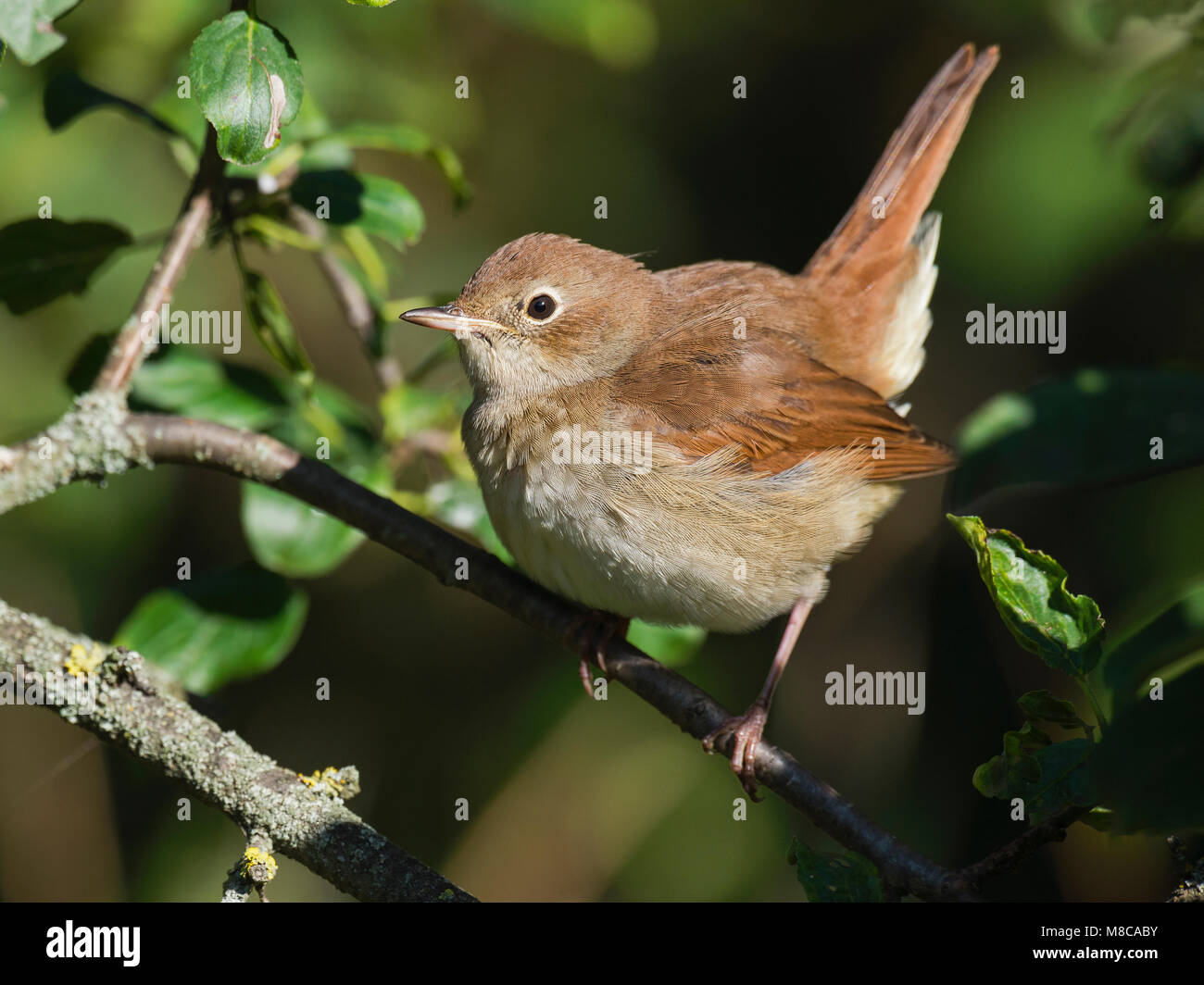 Common Nightingale (Luscinia megarhynchos Stock Photo - Alamy