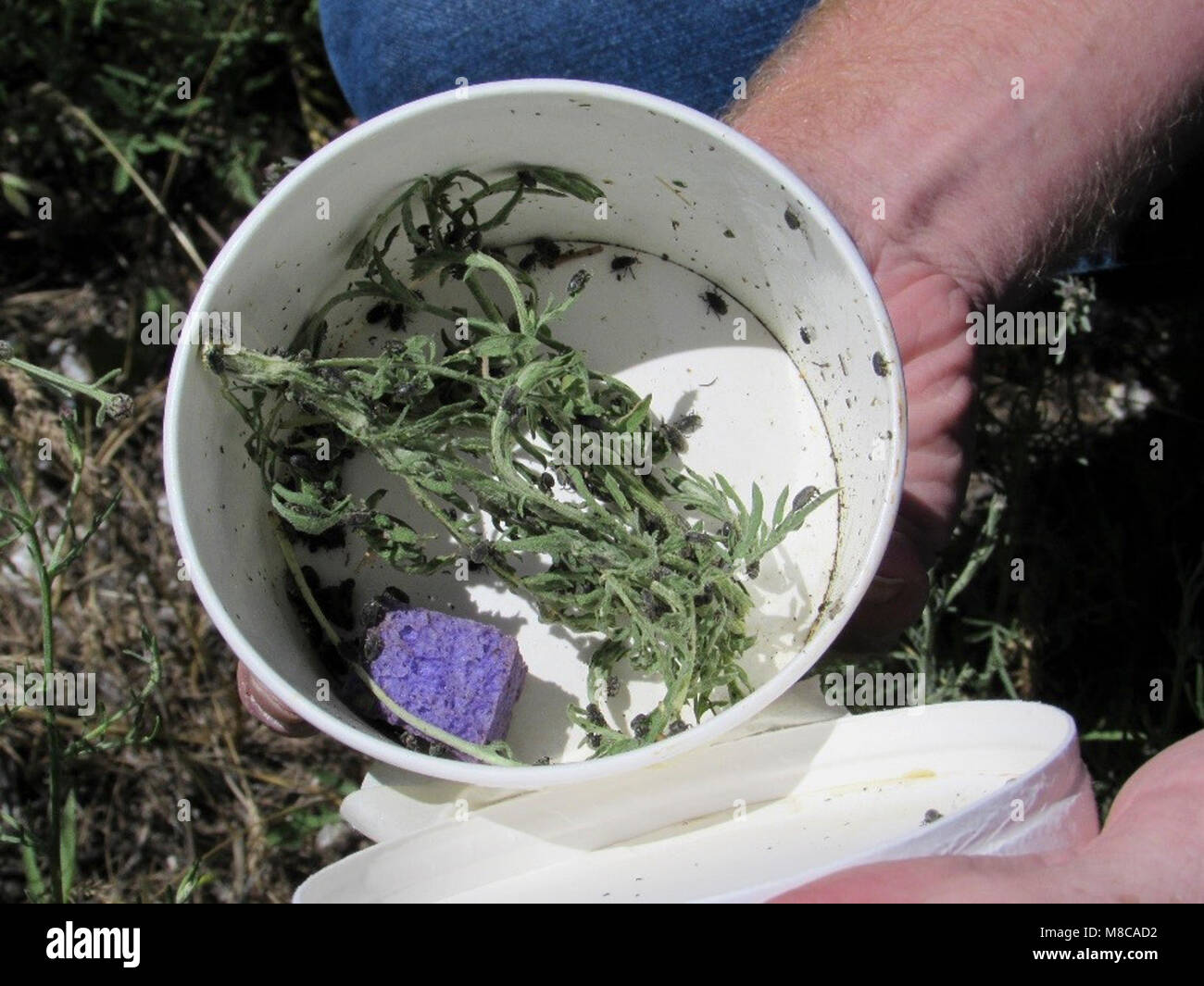 Larinus minutus insects collected and transported by USDA APHIS PPQ ...