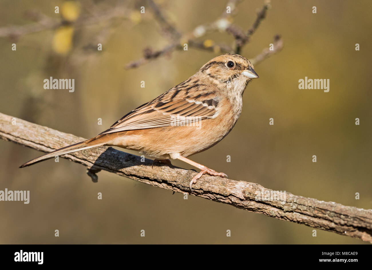 Bunting colours hi-res stock photography and images - Alamy