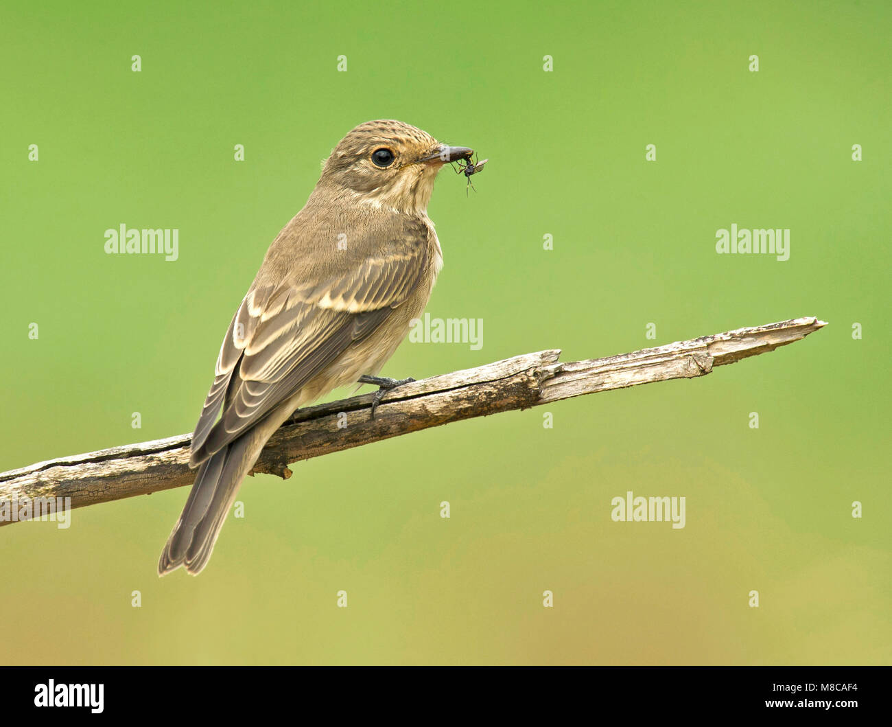 Spotted Flycatcher, an European species of songbird Stock Photo - Alamy