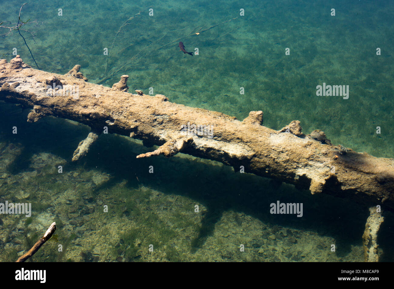 submerged logs dappled in sunlight. They are encrusted. The water is ...