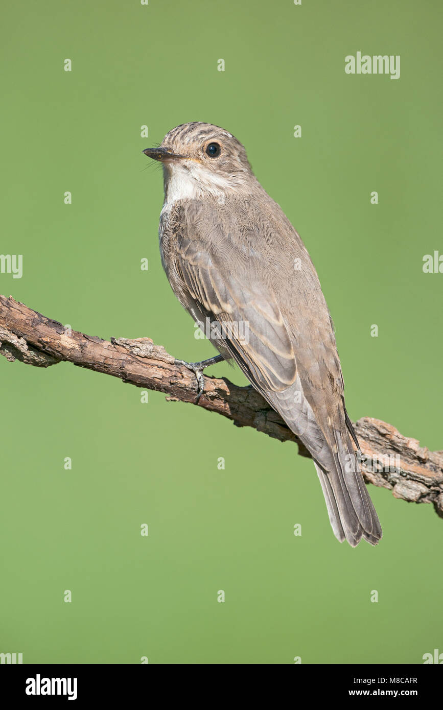 Spotted Flycatcher, an European species of songbird Stock Photo - Alamy