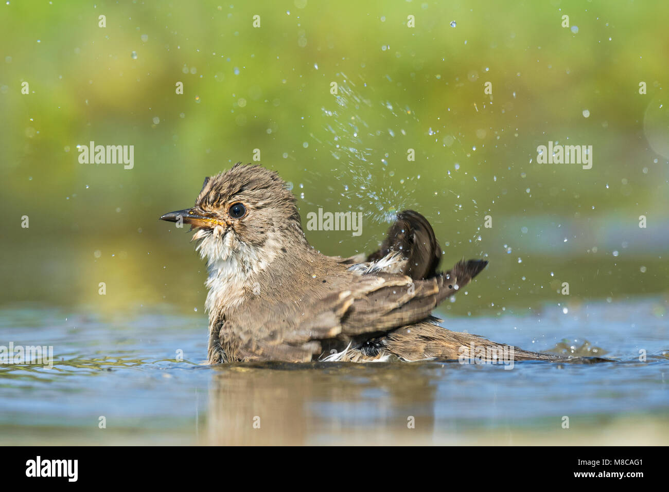 Spotted Flycatcher, an European species of songbird Stock Photo - Alamy