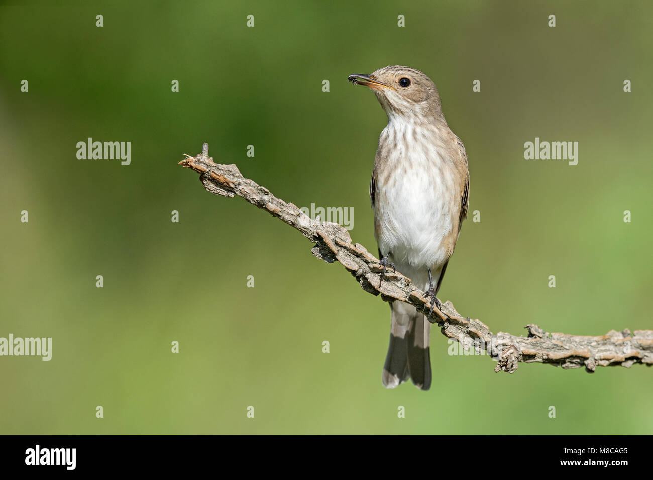 Spotted Flycatcher, an European species of songbird Stock Photo - Alamy
