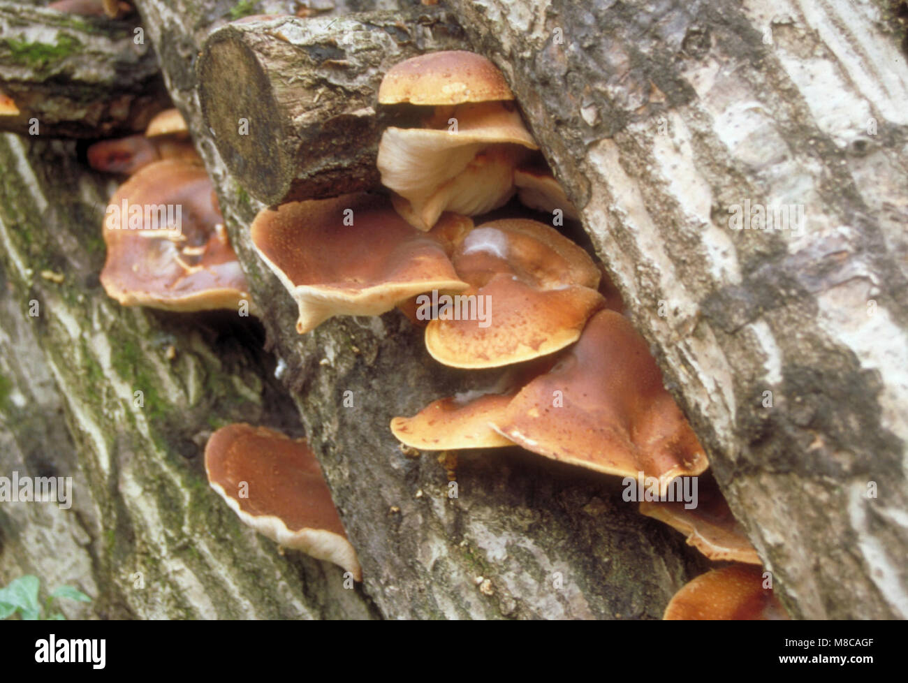 Forest farming, or the cultivation of high-value crops like shitake ...