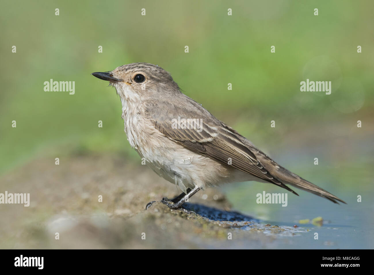 Spotted Flycatcher, an European species of songbird Stock Photo - Alamy