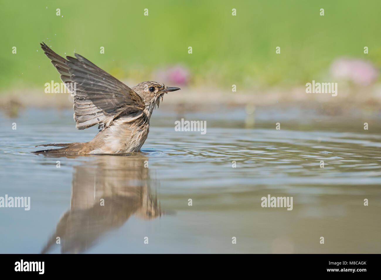Spotted Flycatcher, an European species of songbird Stock Photo - Alamy