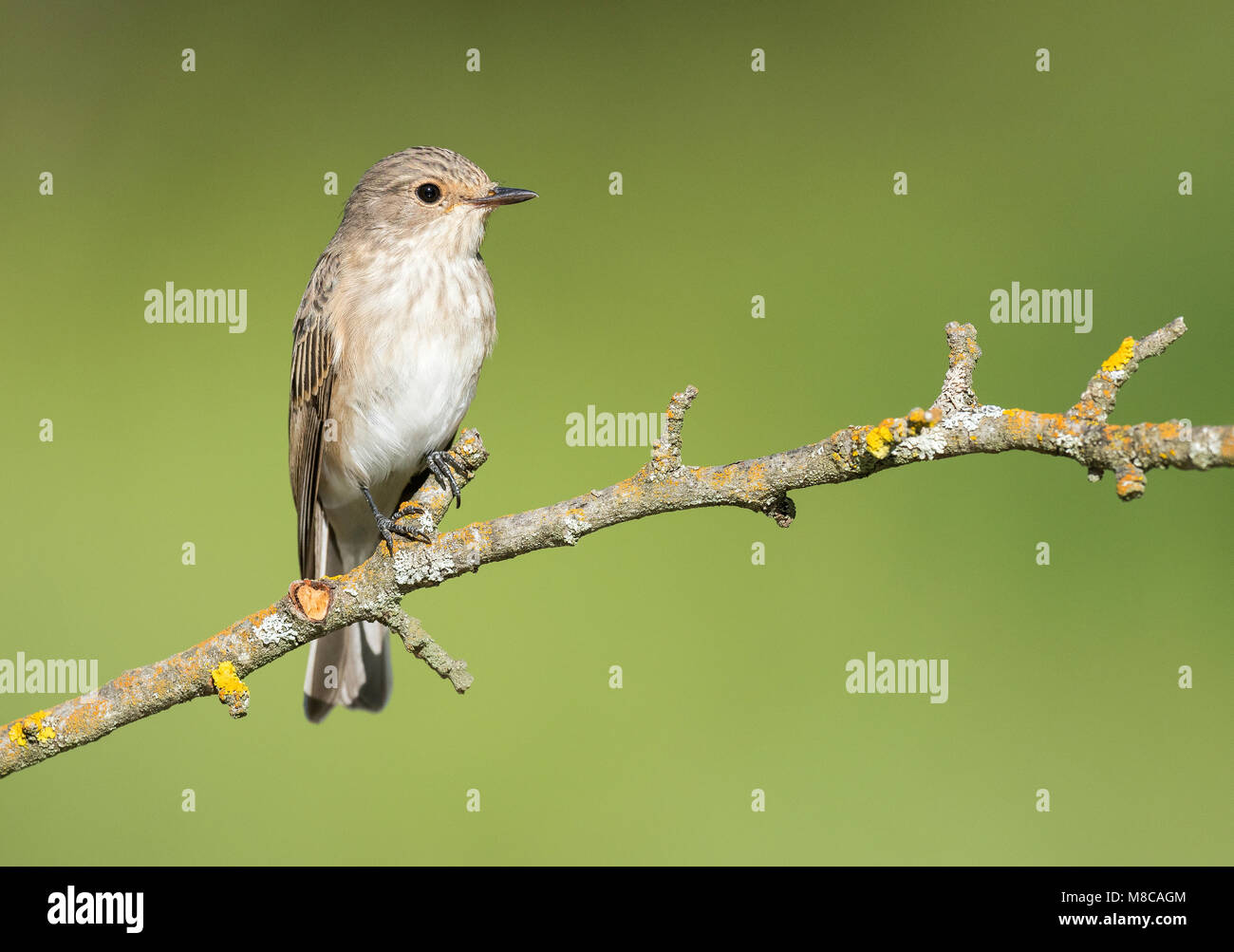 Spotted Flycatcher, an European species of songbird Stock Photo - Alamy
