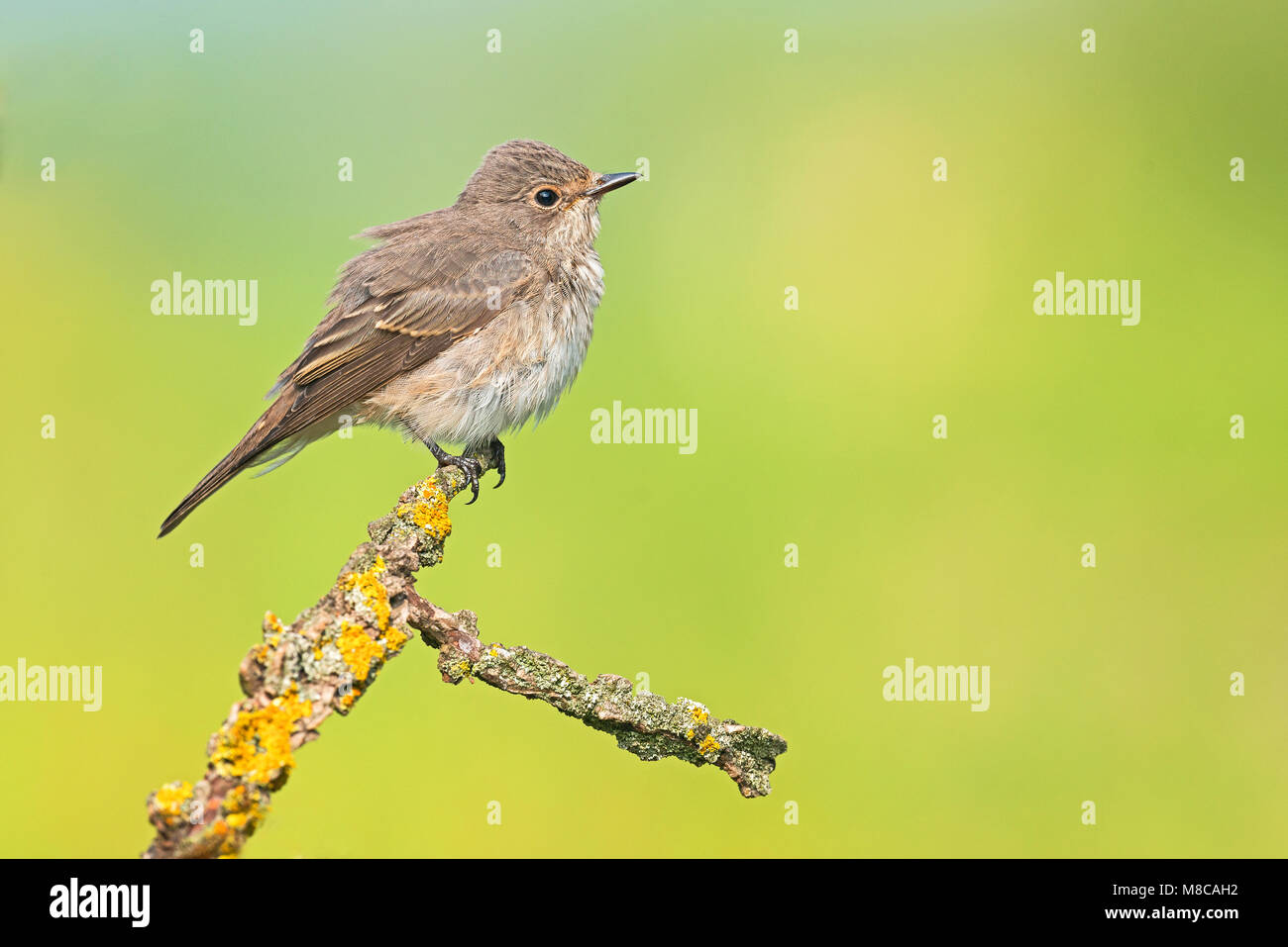 Spotted Flycatcher, an European species of songbird Stock Photo - Alamy