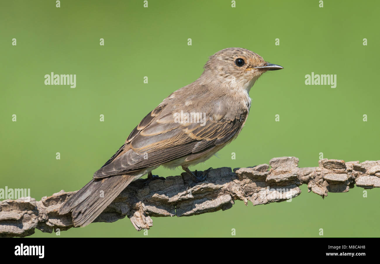 Spotted Flycatcher, an European species of songbird Stock Photo - Alamy