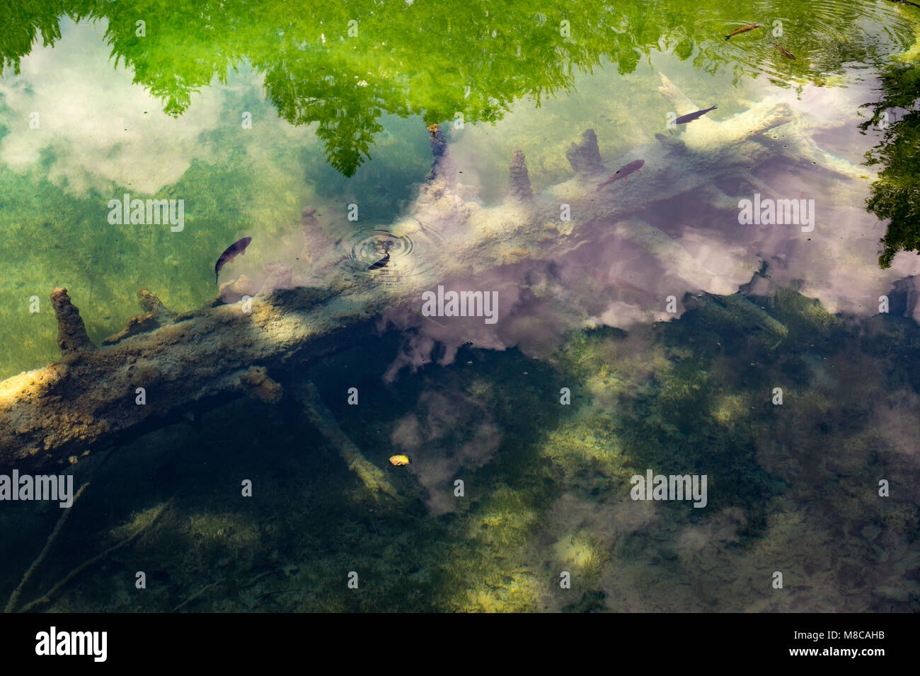 submerged logs dappled in sunlight. They are encrusted. The water is ...