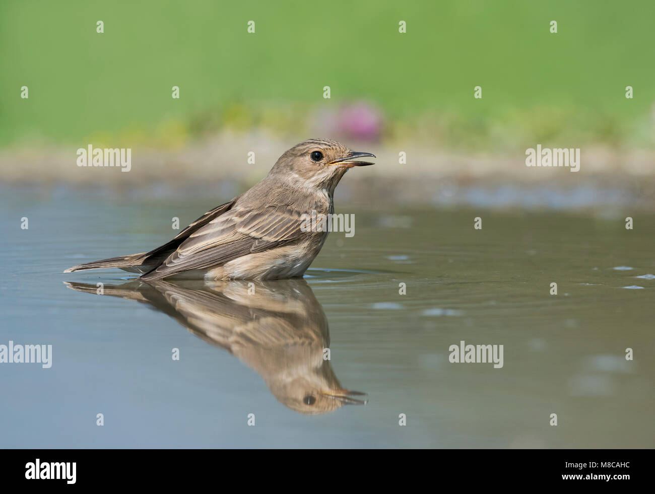 Spotted Flycatcher, an European species of songbird Stock Photo - Alamy