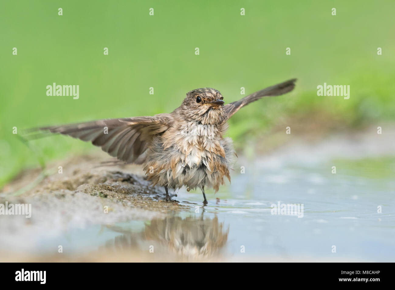 Spotted Flycatcher, an European species of songbird Stock Photo - Alamy