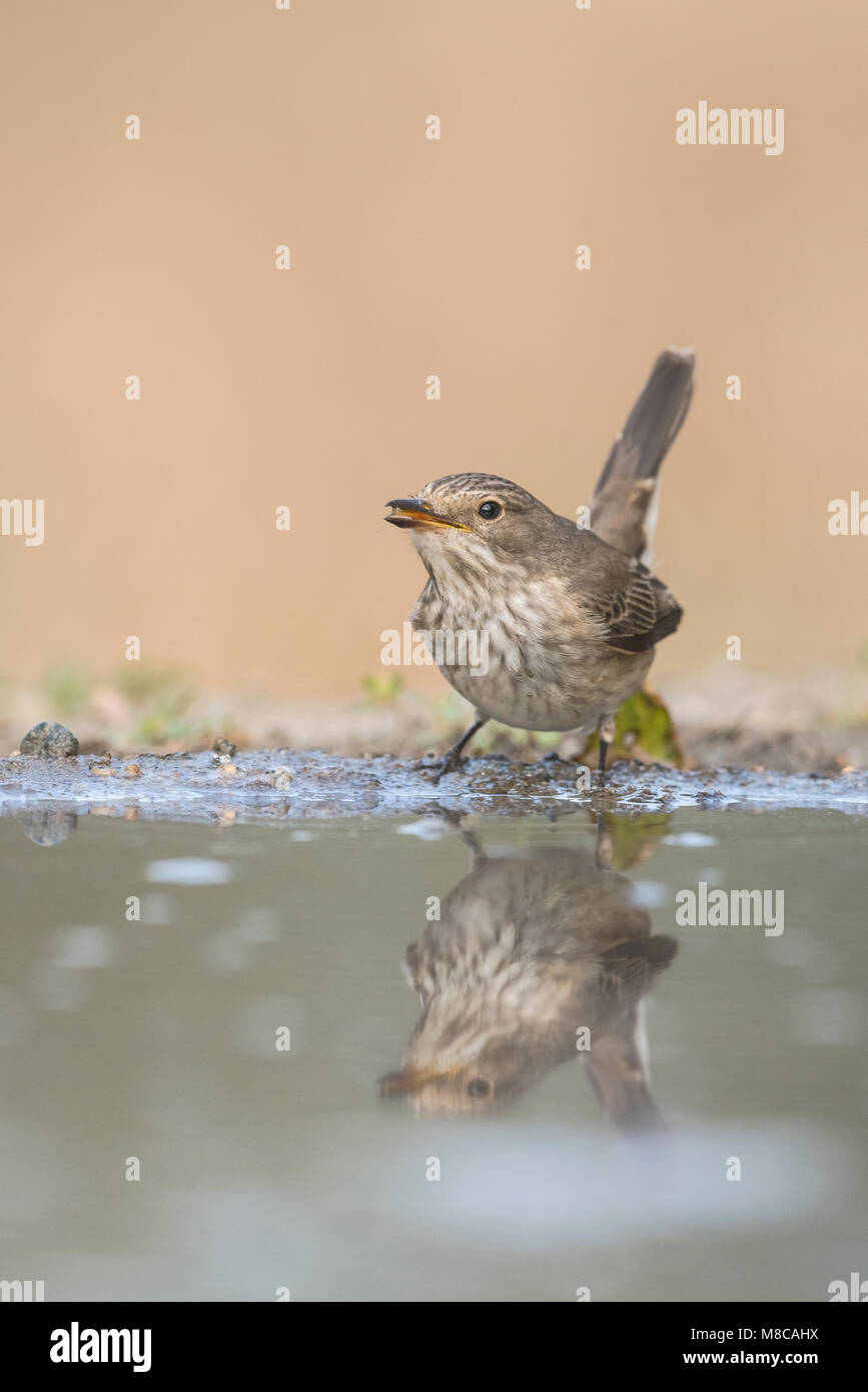 Spotted Flycatcher, an European species of songbird Stock Photo - Alamy
