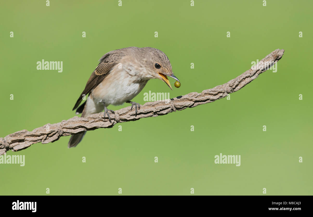 Spotted Flycatcher, an European species of songbird Stock Photo - Alamy