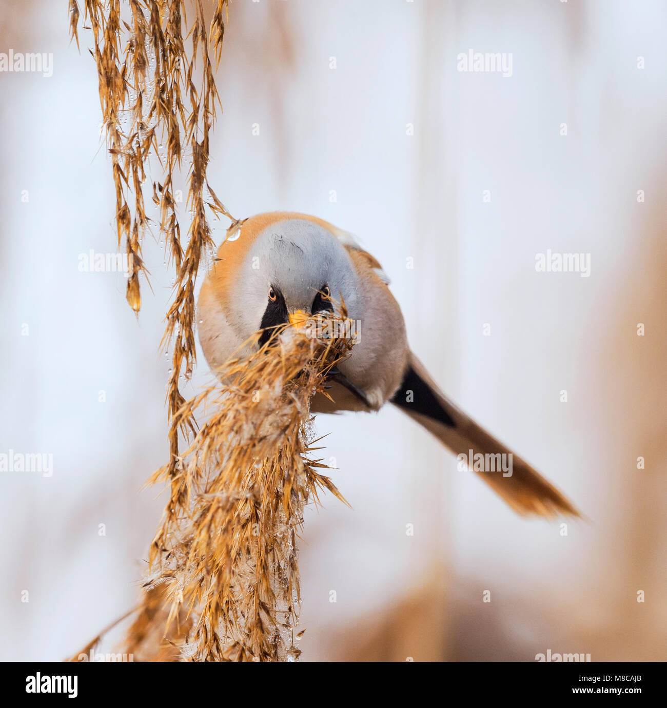Male Bearded Reedling foraging in a reedbed Stock Photo - Alamy