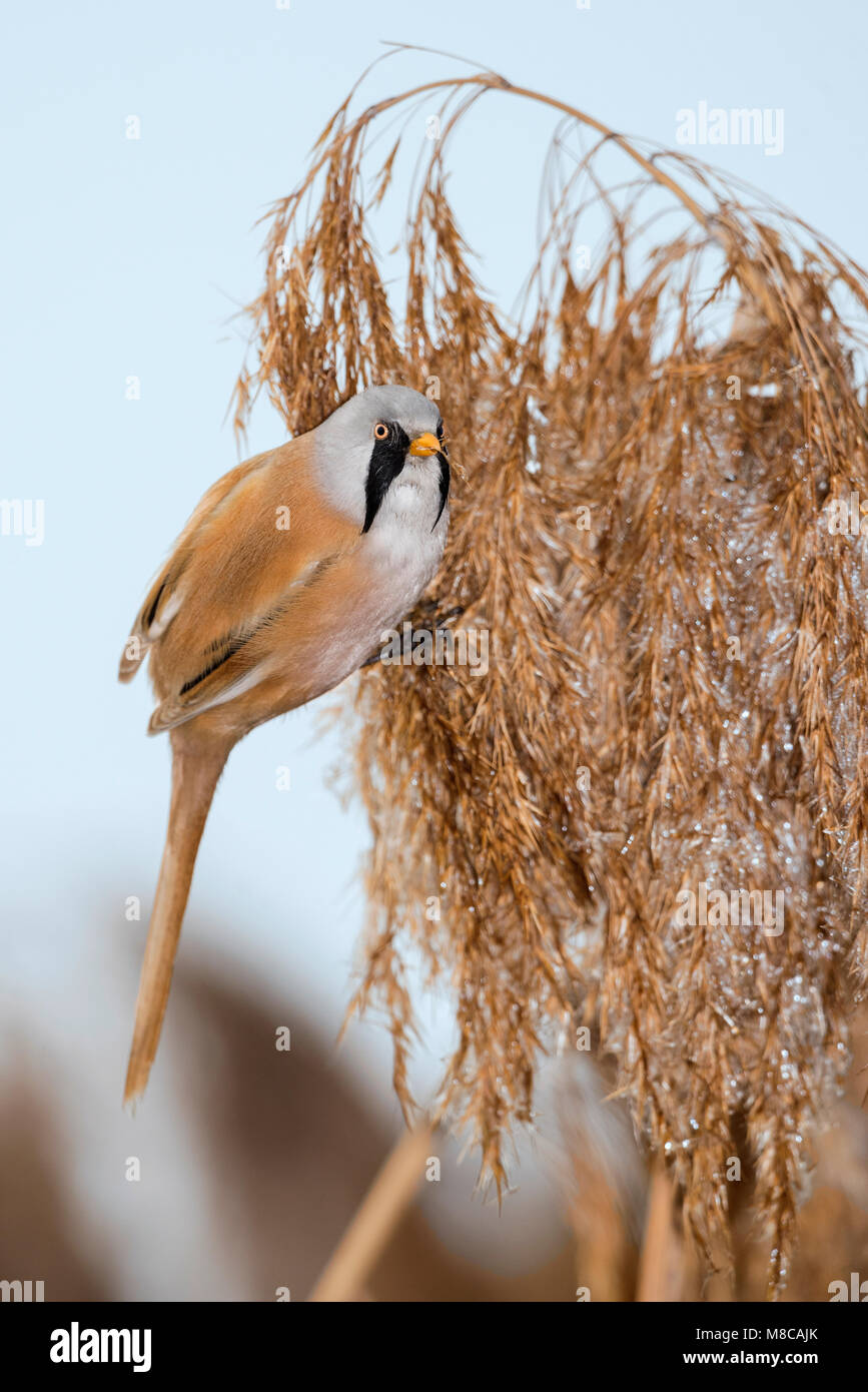Baardman; Bearded Reedling; Panurus biarmicus Stock Photo - Alamy