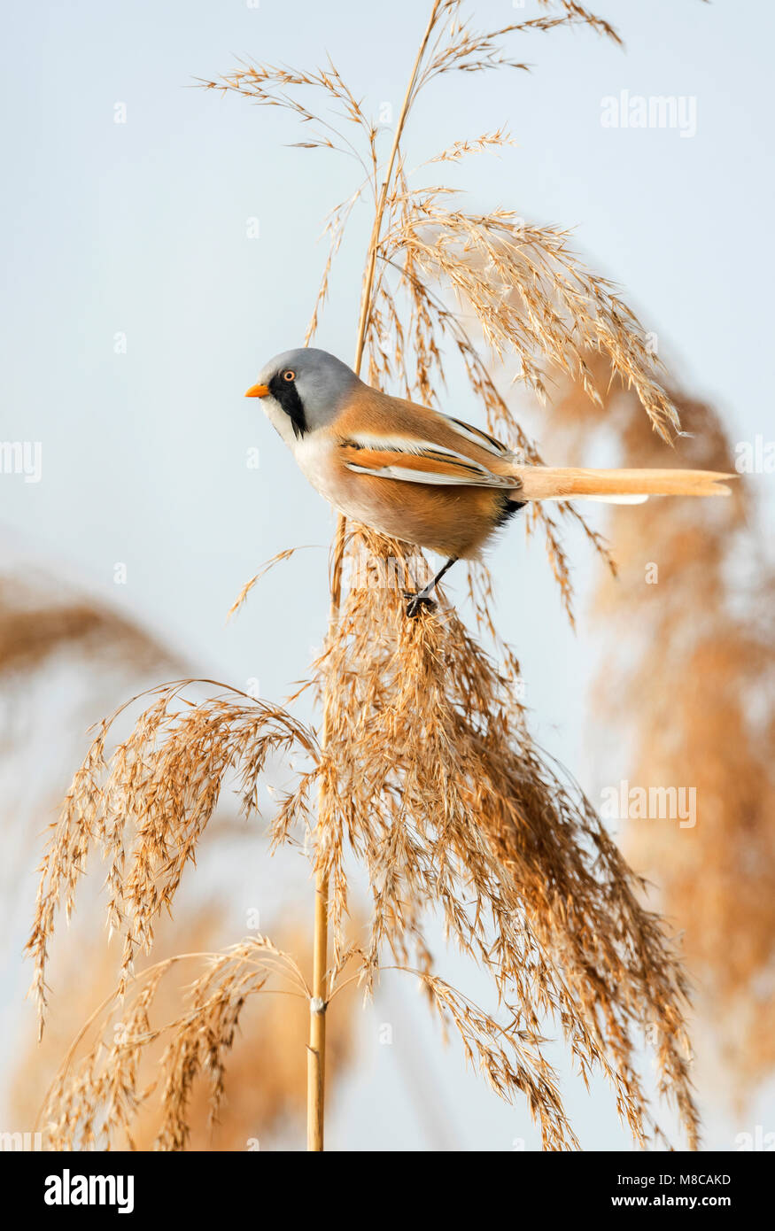 Male Bearded Reedling foraging in a reedbed Stock Photo - Alamy