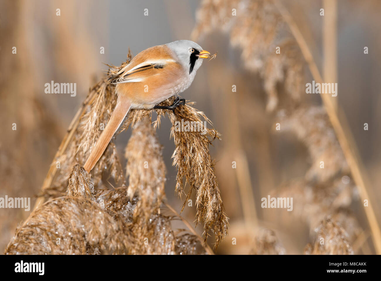 Baardman; Bearded Reedling; Panurus biarmicus Stock Photo - Alamy