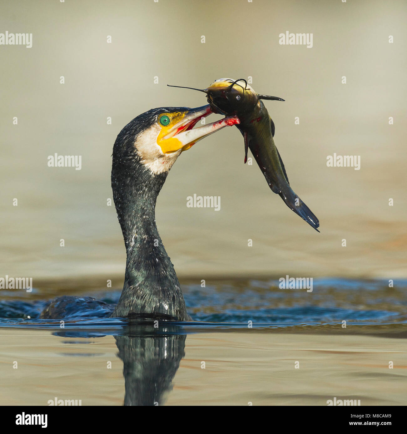 Great Cormorant (Phalacrocorax carbo) fishing with a big fish in its ...