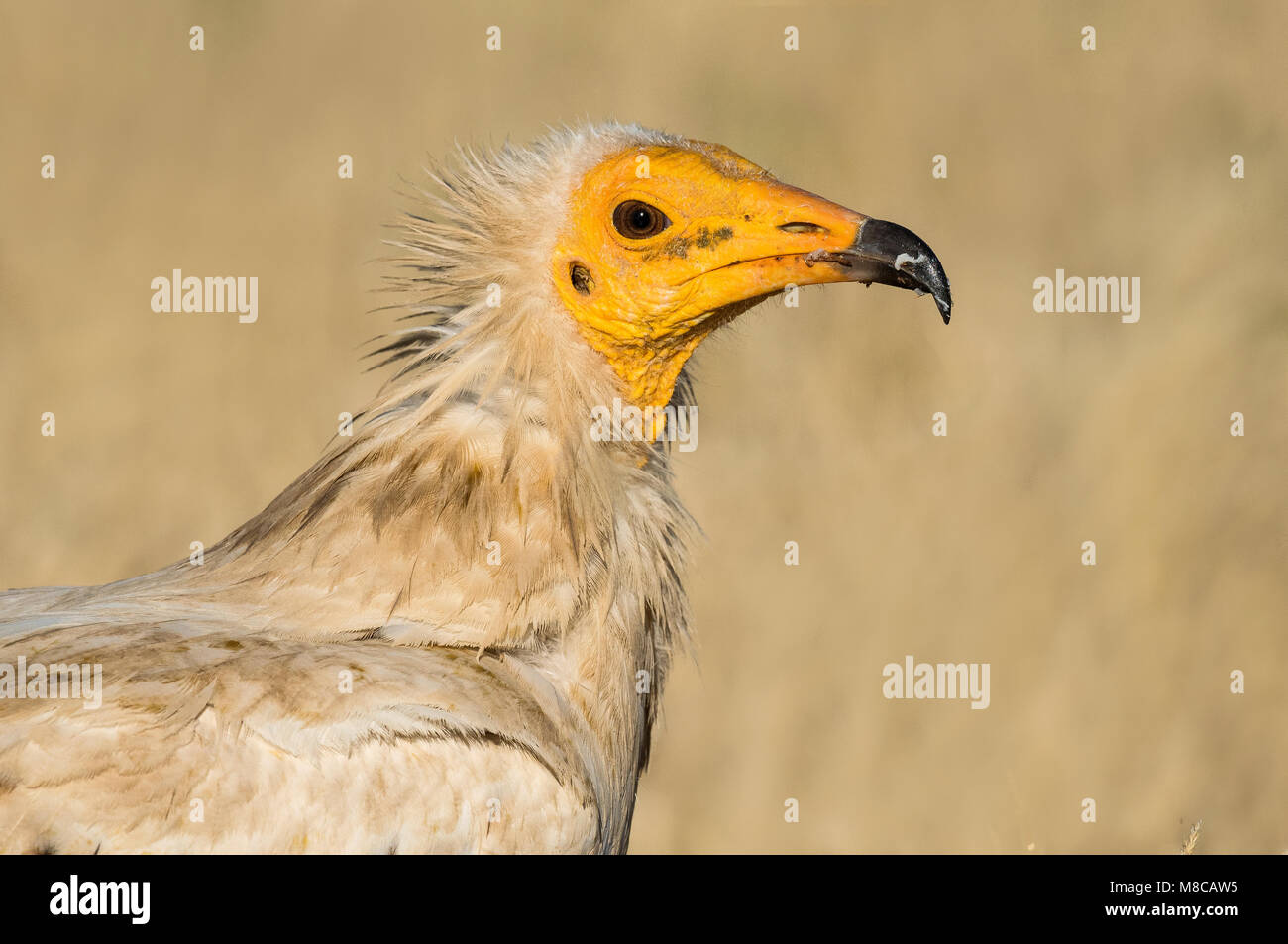 Endangered Egyptian Vulture (Neophron percnopterus), study of the head ...