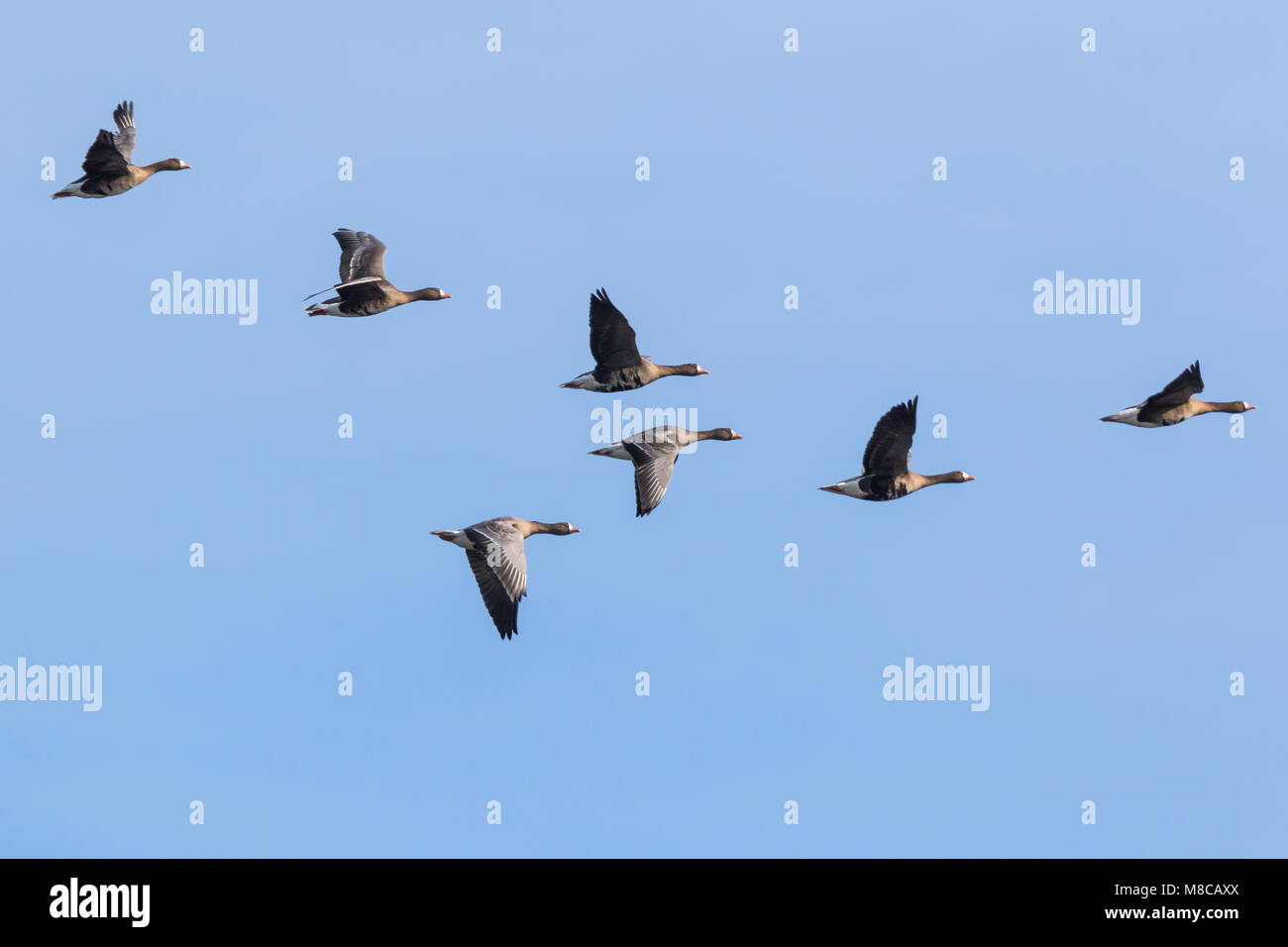 V shaped flock of greater white-fronted geese flying over the marshland ...