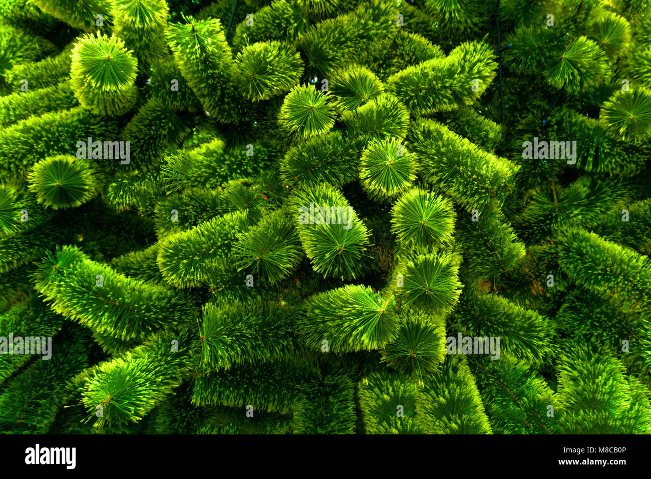 Needle Shaped Leaves High Resolution Stock Photography and Images - Alamy