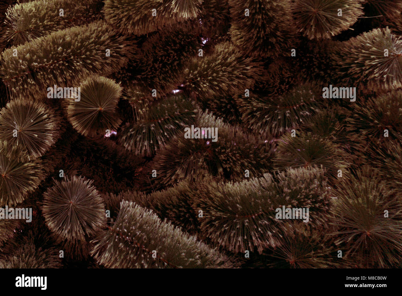 Trees on mountainside in the afternoon sun. Beautiful pine forest ...