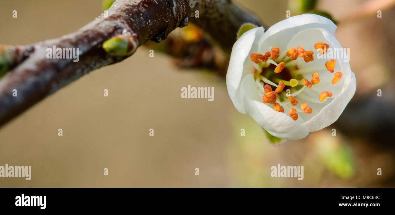 Apple Flower Blossom Ovary High Resolution Stock Photography and Images ...