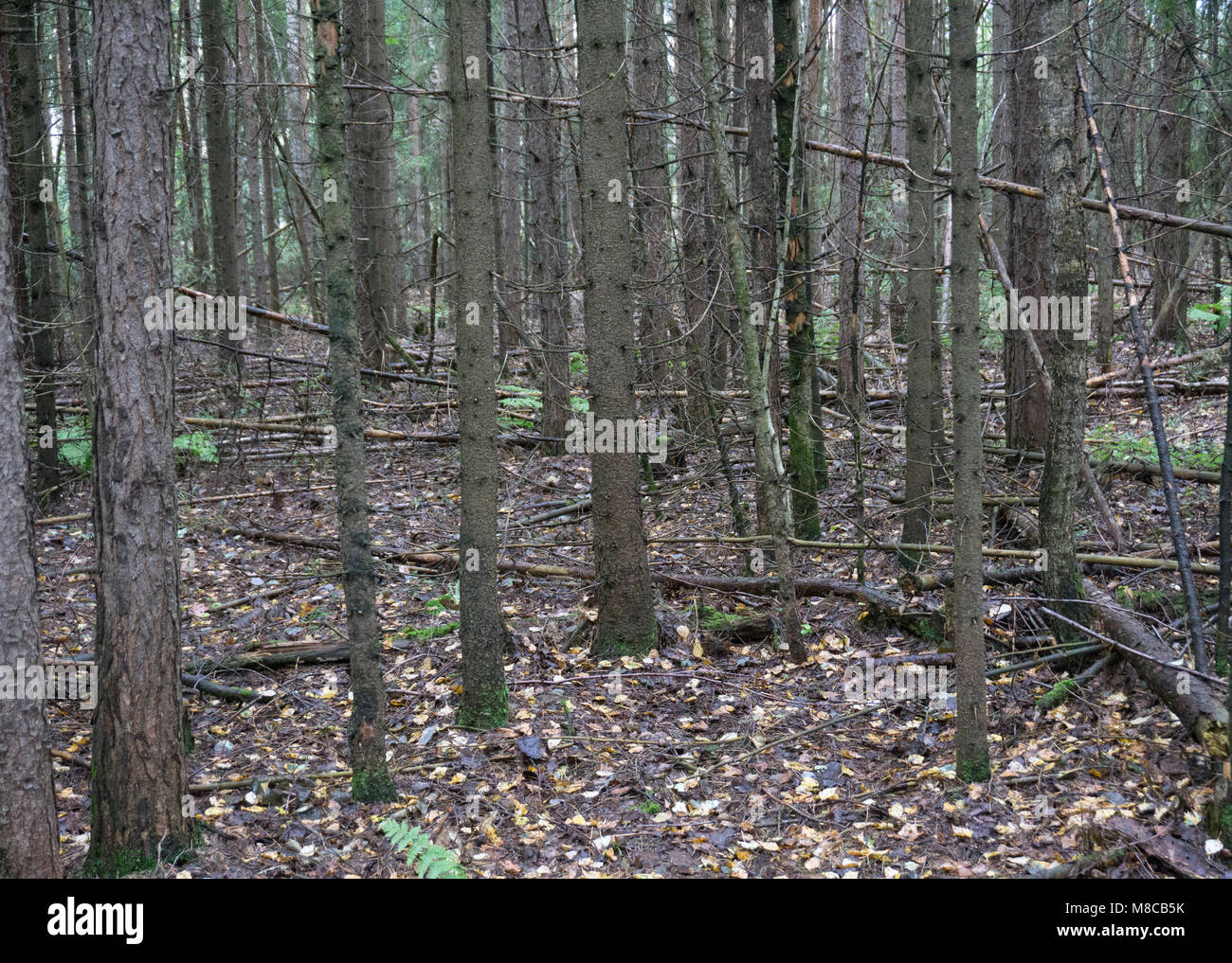 Spring forest trees landscape. Spring forest background Stock Photo - Alamy