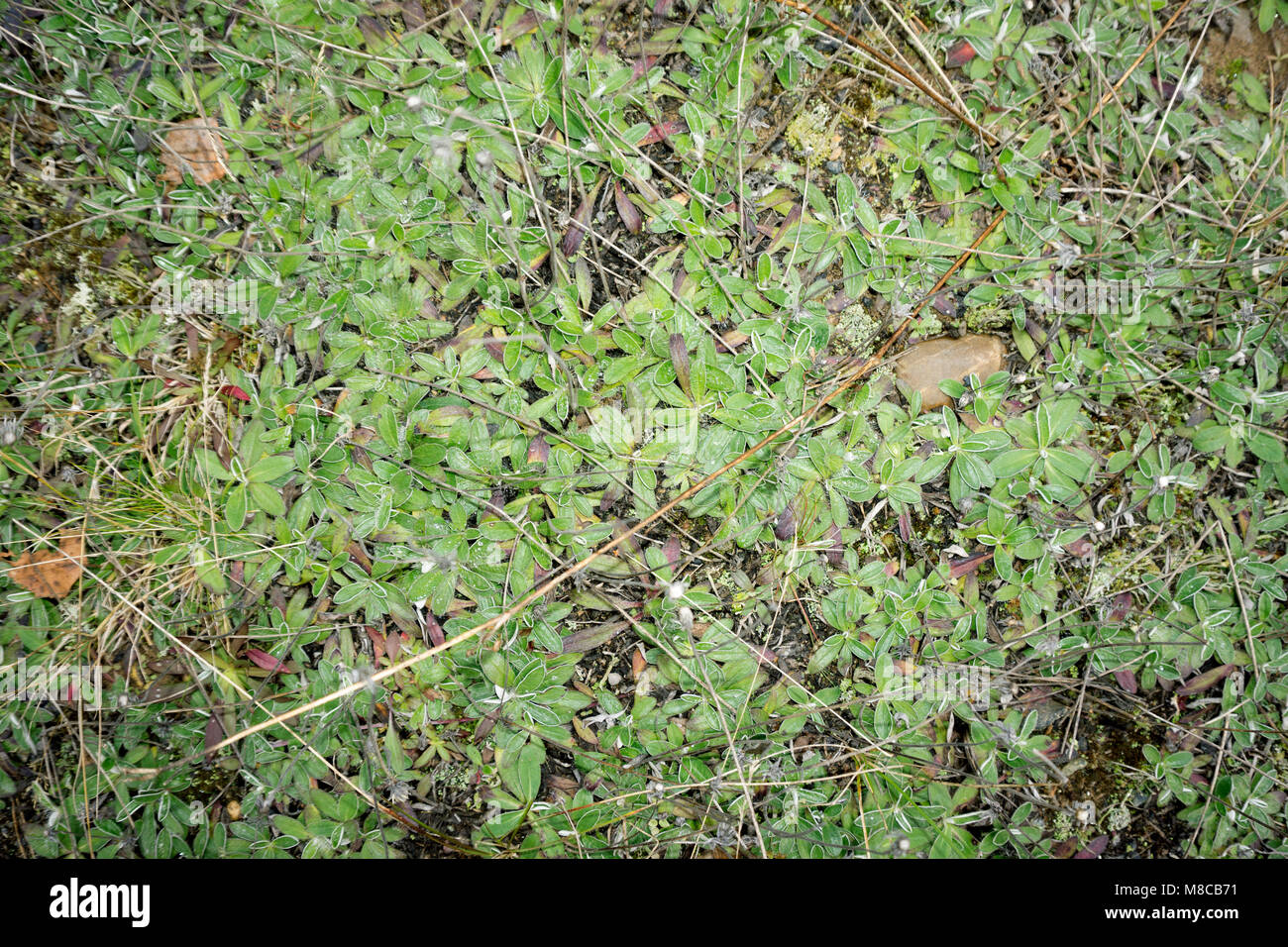 Small green leaves of tree texture Stock Photo - Alamy